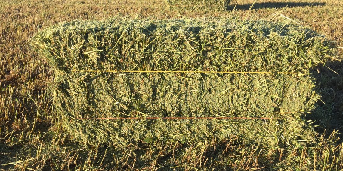 Hay Archives » Hagen Cattle and Hay